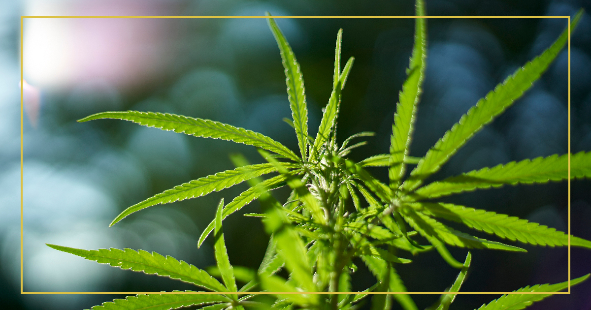 Legalisation of Dagga in South Africa | LAW FOR ALL Online